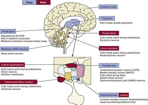 Biology Of Sleep Neupsy Key
