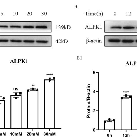 A A1 The Protein Levels Of Alpk1 In Hk 2 Cells Treated With 5 5 10