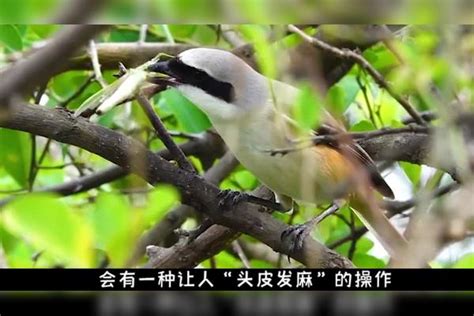 枝头上挂满小动物的尸体罪魁祸首竟是被古人们寄托情思的小呆萌 罪魁祸首 小呆 情思