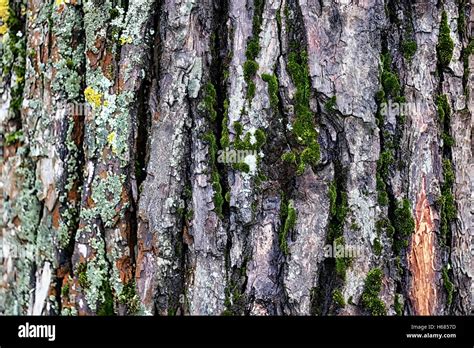 Background Tree Texture Stock Photo Alamy