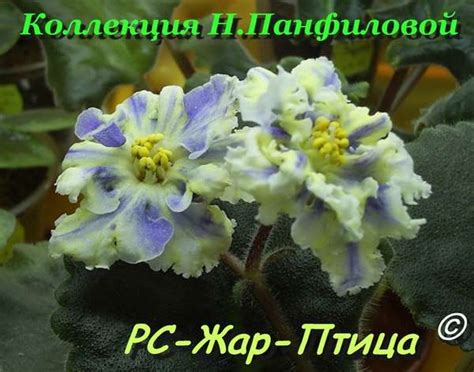 Фиалка Жар Птица Фото И Описание – Telegraph