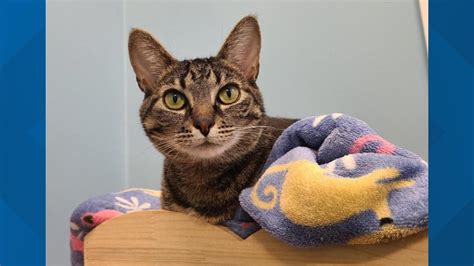Chessie Awaits Adoption At Meow Cat Rescue