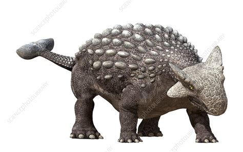Ankylosaurus Illustration Stock Image C0429460 Science Photo