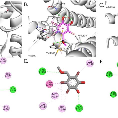 2d Binding Pose Of Test Ligands In The Active Site Of Cck2 Receptor Download Scientific