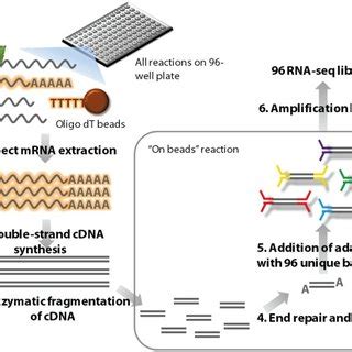 Outline Of The High Throughput RNA Seq HTR Library Preparation In Download Scientific