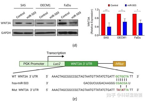 如何分析mirna和靶基因互作？这里都给你整理好啦，快来看 知乎