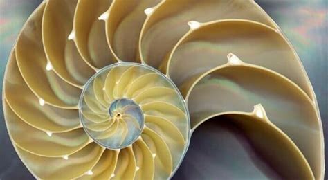 The Fibonacci Sequence In Nature • Insteading