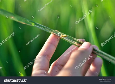 Rice Pest Control Integrated Insect Pest Management In Rice Mgnar