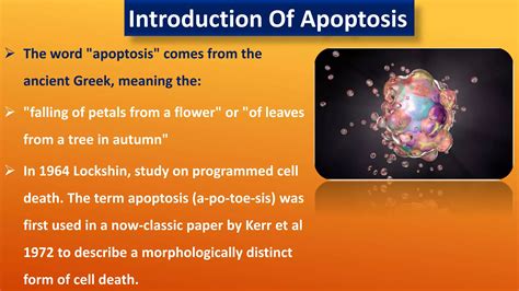 Apoptosis Intrinsic And Extrinsic Pathway With Assays Pptx