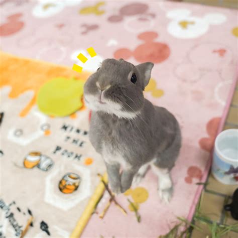 空腹の連鎖反応│うさぎのふうた