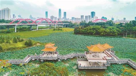 百亩荷花即将盛放 洪湖公园老地方见 罗湖社区家园网