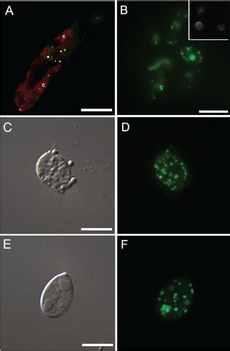 Neither Prior Fixation Nor Permeabilization Was Needed For Detecting