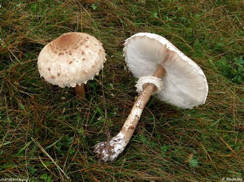 Царство Гъби