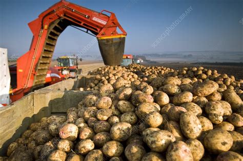 Potato Harvest Stock Image C012 5501 Science Photo Library