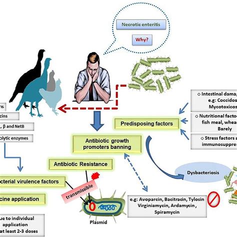 Classification Of Clostridium Perfringens According To The Production Download Scientific