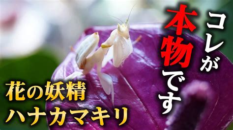 ハナカマキリを育ててみようランカマキリの飼育方法固定コメント確認 YouTube