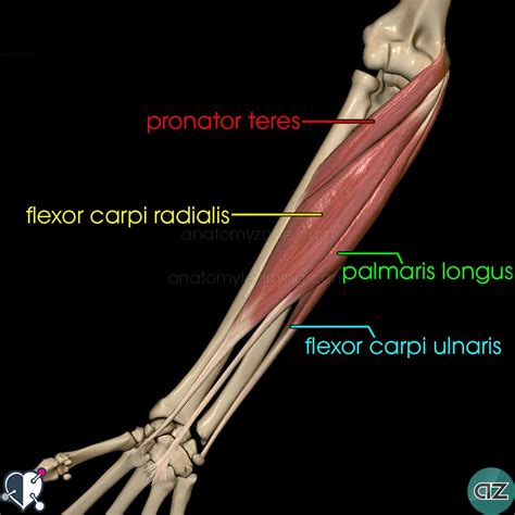 Picture Of Forearm Tendons Muscles Of The Anterior Forearm Flexion