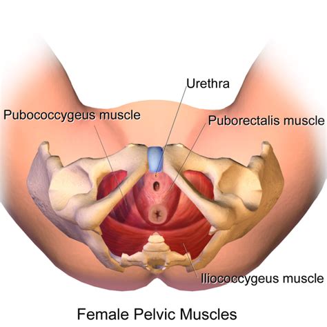 free file pelvic muscles female inferior png wikimedia commons