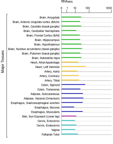 Thbs4 Gene Genecards Tsp4 Protein Tsp4 Antibody