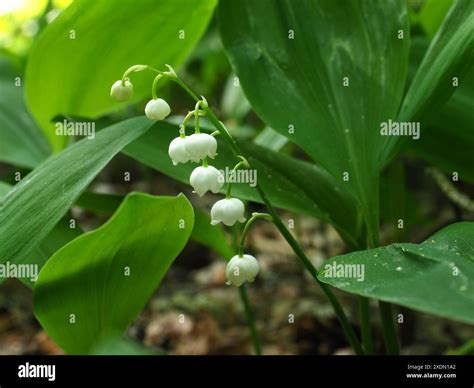 Beautiful Bright Garden Lily Valley Hi Res Stock Photography And Images Alamy