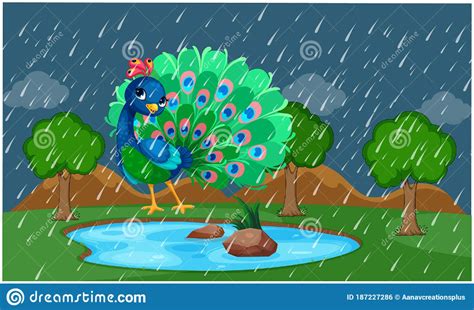 Peacock Is Dancing In A Park During Rain Stock Vector Illustration Of Green Bright 187227286