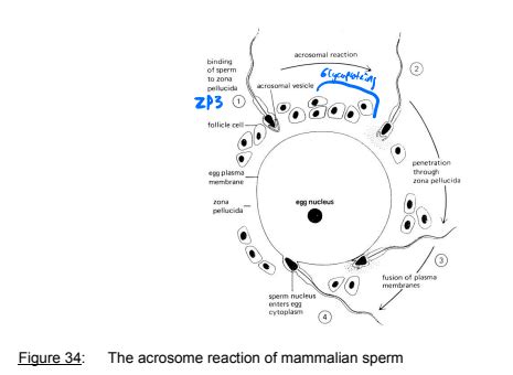 Cell Signalling Lecture Flashcards Quizlet