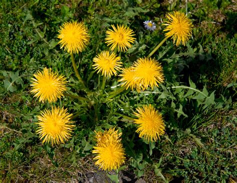 Dandelions Free Photo Download Freeimages