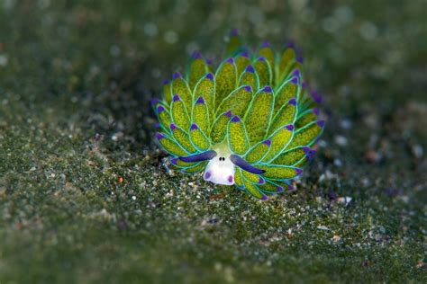 Green Sea Slug Scientific Name