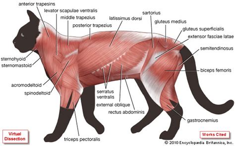 Scalenus Anterior Cat