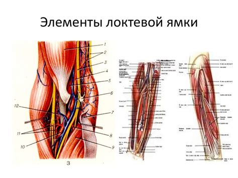 Топографическая анатомия и оперативная хирургия верхних конечностей