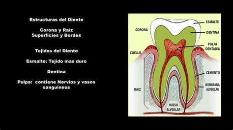 Fisiologia Dientes Fisiologia Sus Extructuras Y Partes Ppt
