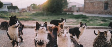 The Struggle For Microservice Integration Testing Dev Community