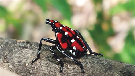 Surviving Spotted Lanternfly Northeastern Ipm Center