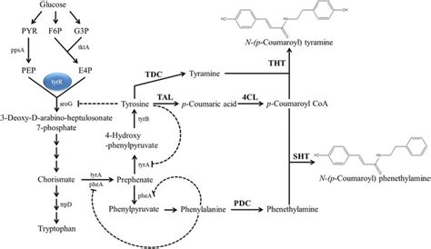 A Schematic Pathway For The Synthesis Of N P Coumaroyl Phenethylamine