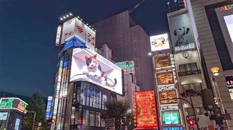 Giant 3d Cat Display Billboard 2025 All You Need To Know Before You