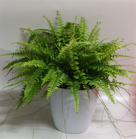 波士顿蕨威武蕨霸王蕨室内绿植盆栽植物蕨类植物 虎窝淘