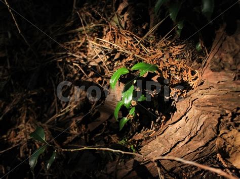 식물 나뭇잎 겨울 산 나무 사진 이미지 일러스트 캘리그라피 Jaeyong작가