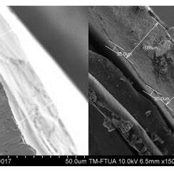 SEM Images Of The Diffusion Layer Of The Oxygen Molecule A And The Download Scientific