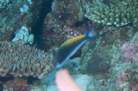 Yellowfin Wrasse Pseudocoris Hemichrysos · Inaturalist Yellowfin Wrasse Pseudocoris Hemichrysos · Inaturalist