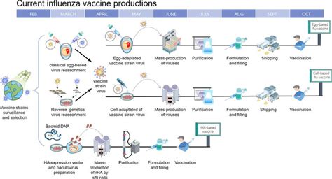 Getting A Grip On Influenza The Pursuit Of A Universal Vaccine Part 2
