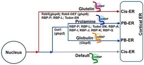 Mrna Localization To The Endoplasmic Reticulum In Plant Endosperm Cells