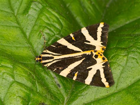 The Nhbs Guide To Common Uk Moth Identification Hoopoe A Blog By Nhbs