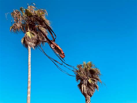The Art Of Palm Tree Pruning A Comprehensive Guide To Professional