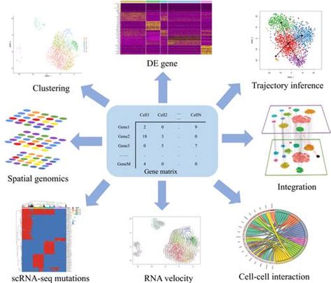Full Article Single Cell Rna Sequencing Scrna Seq In Cardiac Tissue