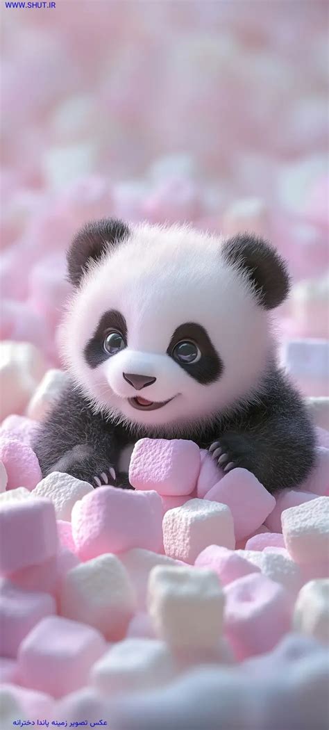 عکس تصویر زمینه پاندا کیوت