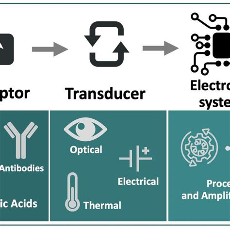 Typical Components Of A Biosensor Download Scientific Diagram