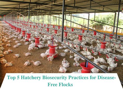 The Ideal Brooding Temperature For Chicks Week By Week Guide