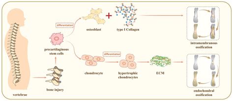 Game Statistics Endochondral Ossification Steps Osteogenesis Bone