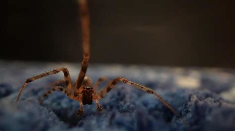 Animated Spider Stock Video Footage For Free Download
