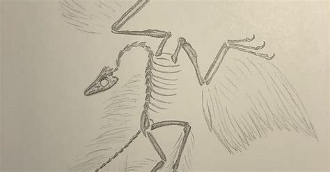 Archaeopteryx Fossil Sketch Album On Imgur